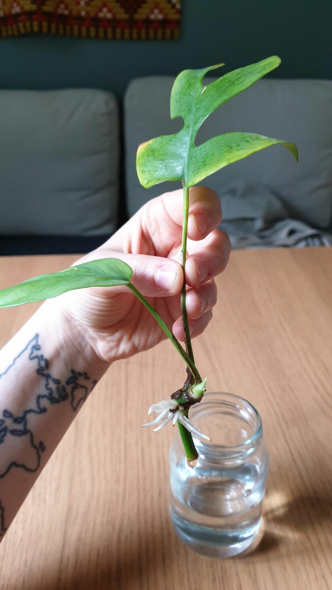 Rhaphidophora Tetrasperma: Mini Monstera Care Guide and Tips