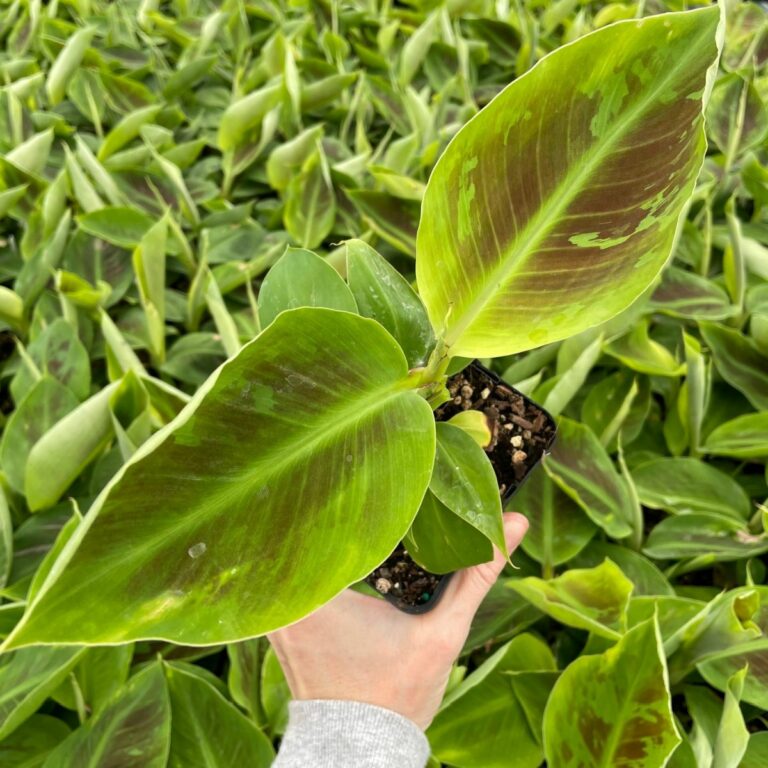 Musa Dwarf Cavendish: How To Grow Your Own Dwarf Banana Plant Indoors