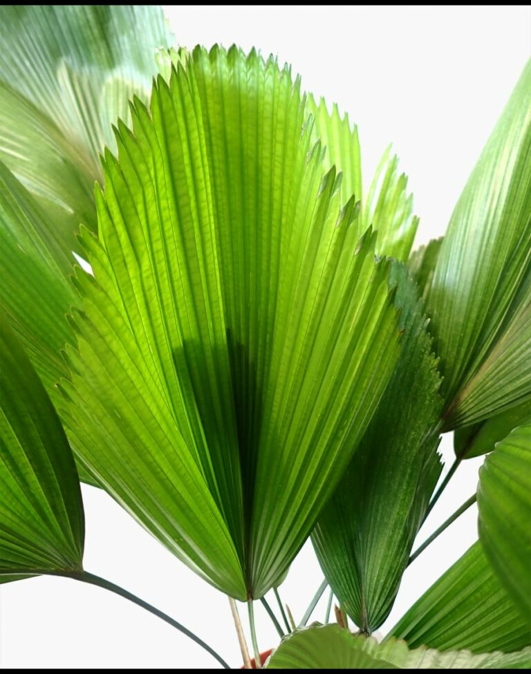 Licuala Grandis: Tips on How To Grow Your Own Ruffled Fan Palm