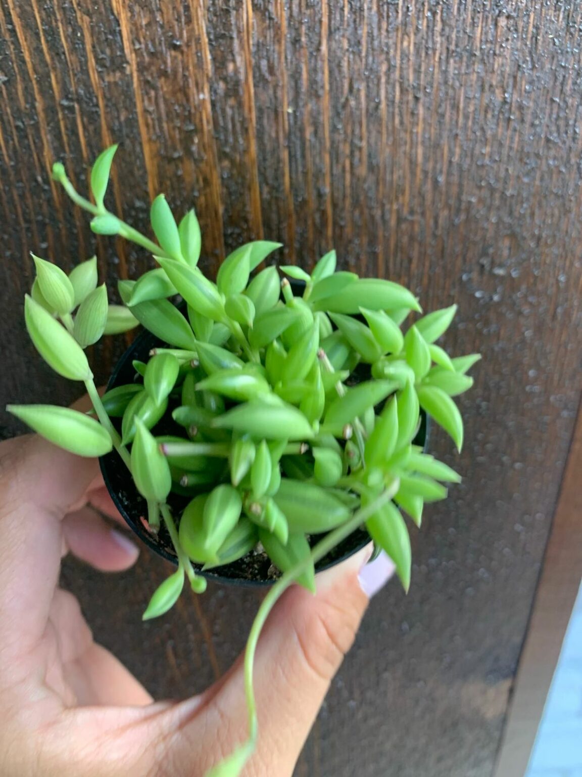Senecio radicans: All you need to know about String of Bananas plant