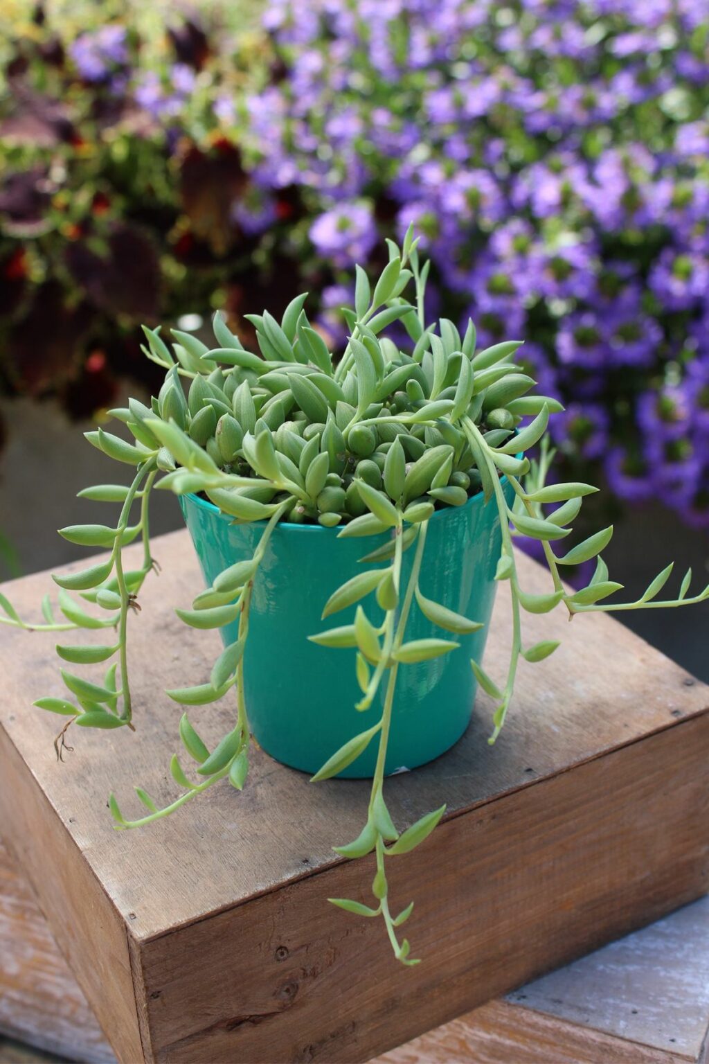 Senecio radicans: All you need to know about String of Bananas plant