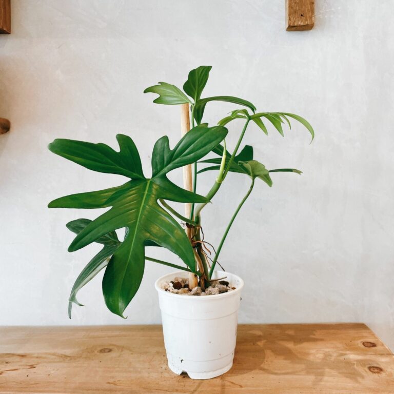 Philodendron Pedatum: The Perfect Plant for Lush Foliage