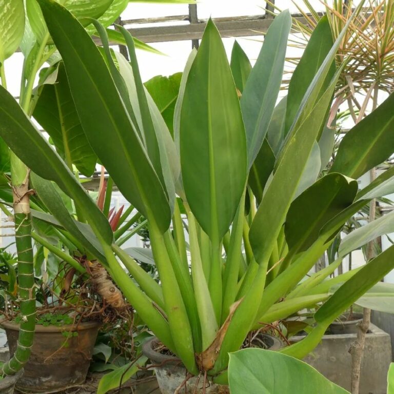Philodendron Martianum: Beautiful Blooms and Foliage