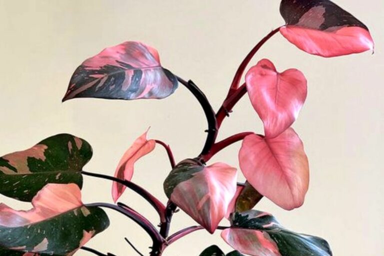 The Rare and Beautiful Pink Princess Philodendron