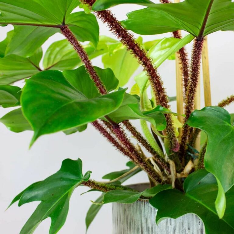 Beautiful Philodendron Types You Will Love