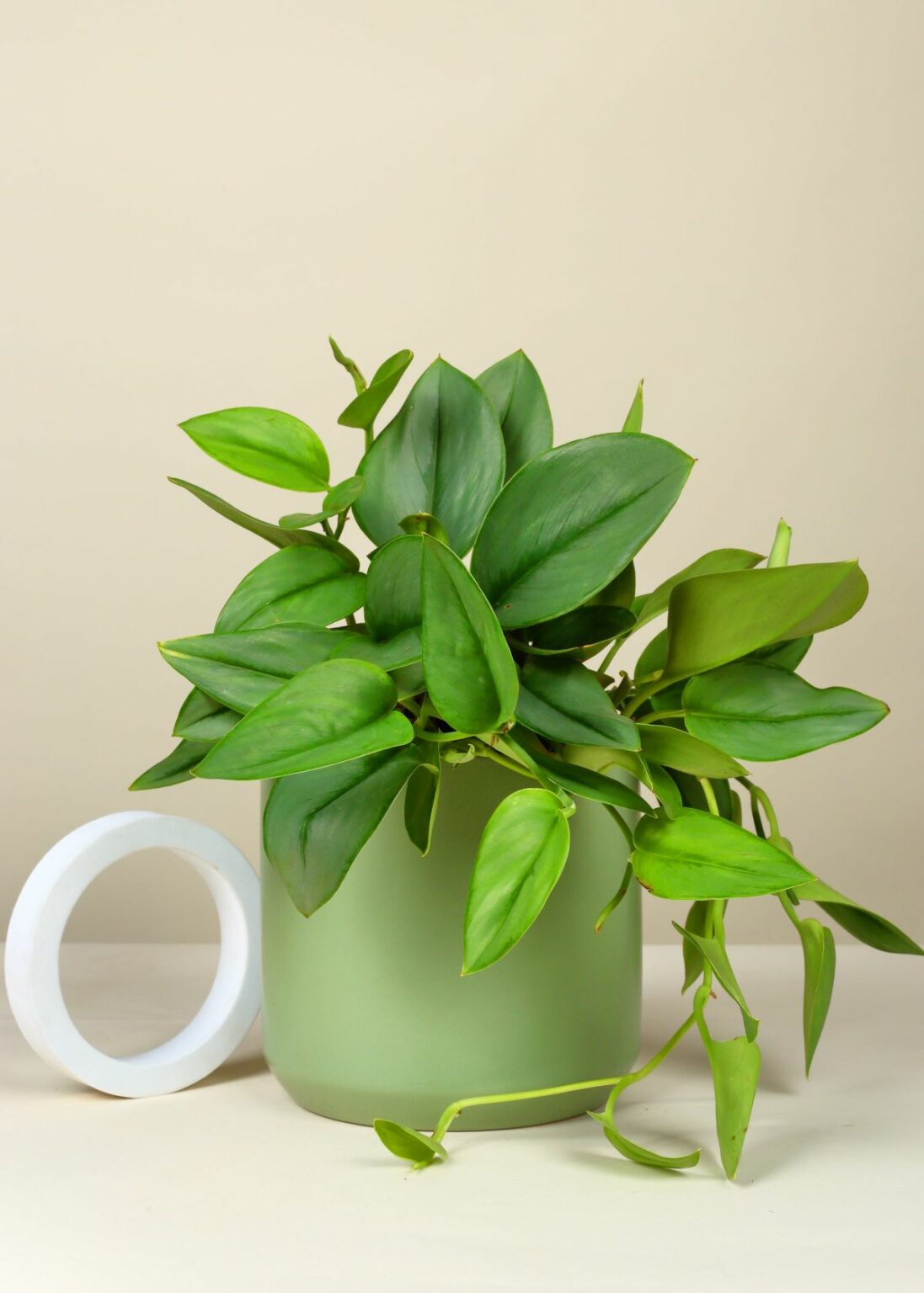 Scindapsus Treubii Moonlight - Growth and care guide