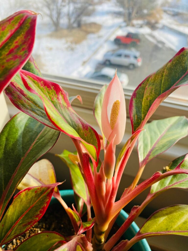 Aglaonema Chinese Evergreen Flower
