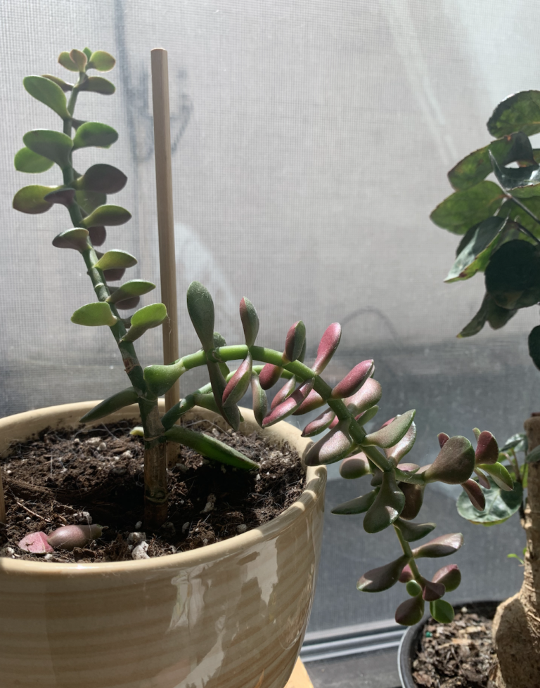 Why Is My Money Plant Leggy? Tips on Fixing A Leggy Jade Plant