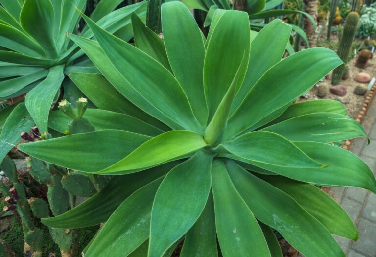 Agave Attenuata Grow and Care Guide