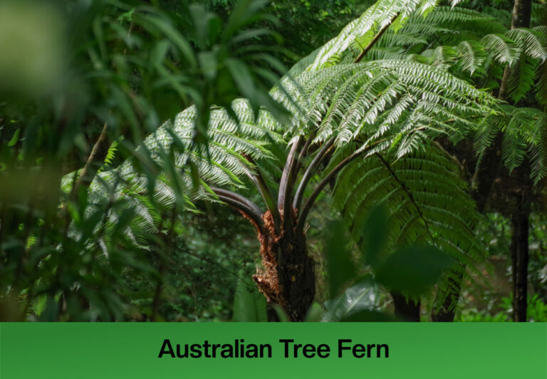 Types of Ferns To Grow Indoors