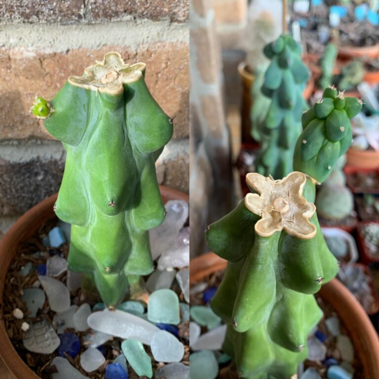 The Boobie Cactus Plant - Myrtillocactus Geometrizans Fukurokuryuzinboku