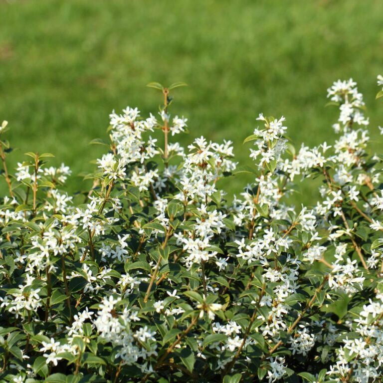 20 Flowering Bushes for a Vibrant Garden
