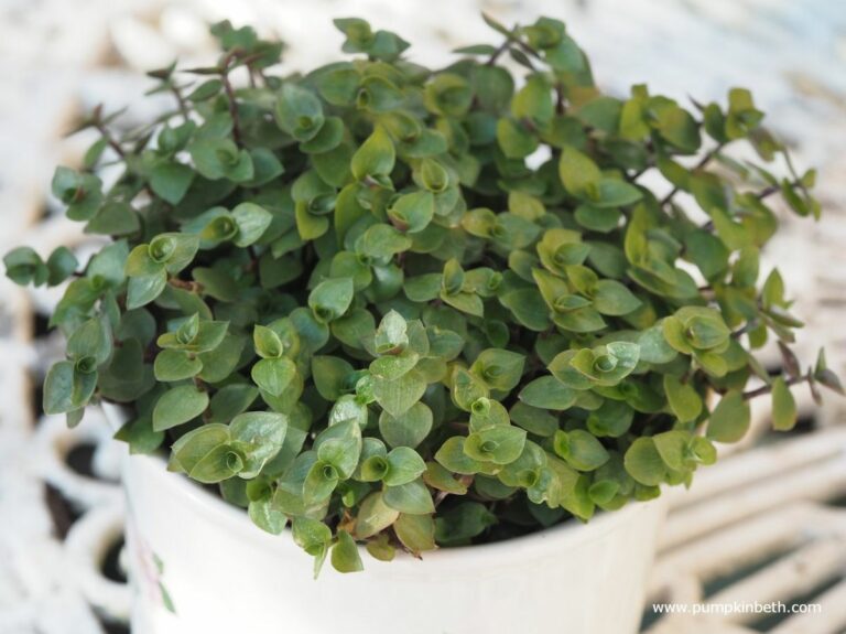 Callisia repens (Creeping Inch Plant) - Growth And Care Guide