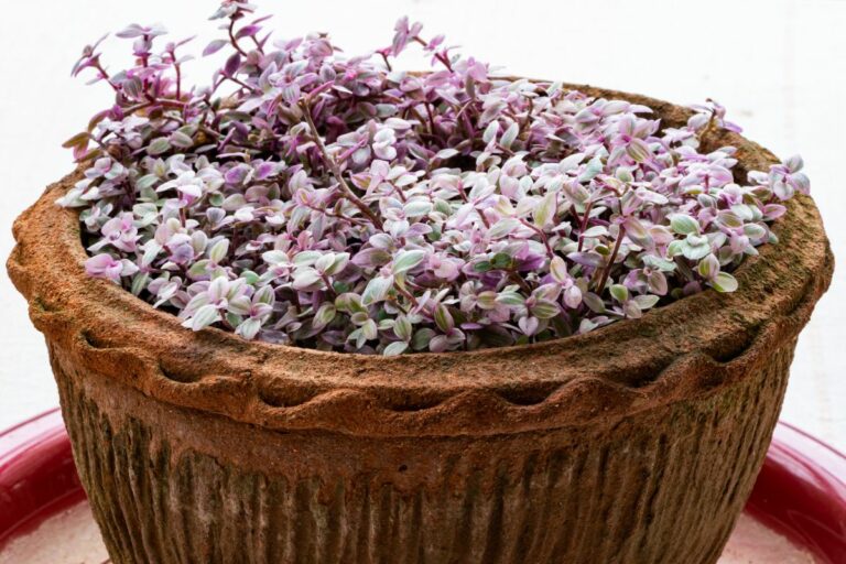 Callisia repens (Creeping Inch Plant) - Growth And Care Guide