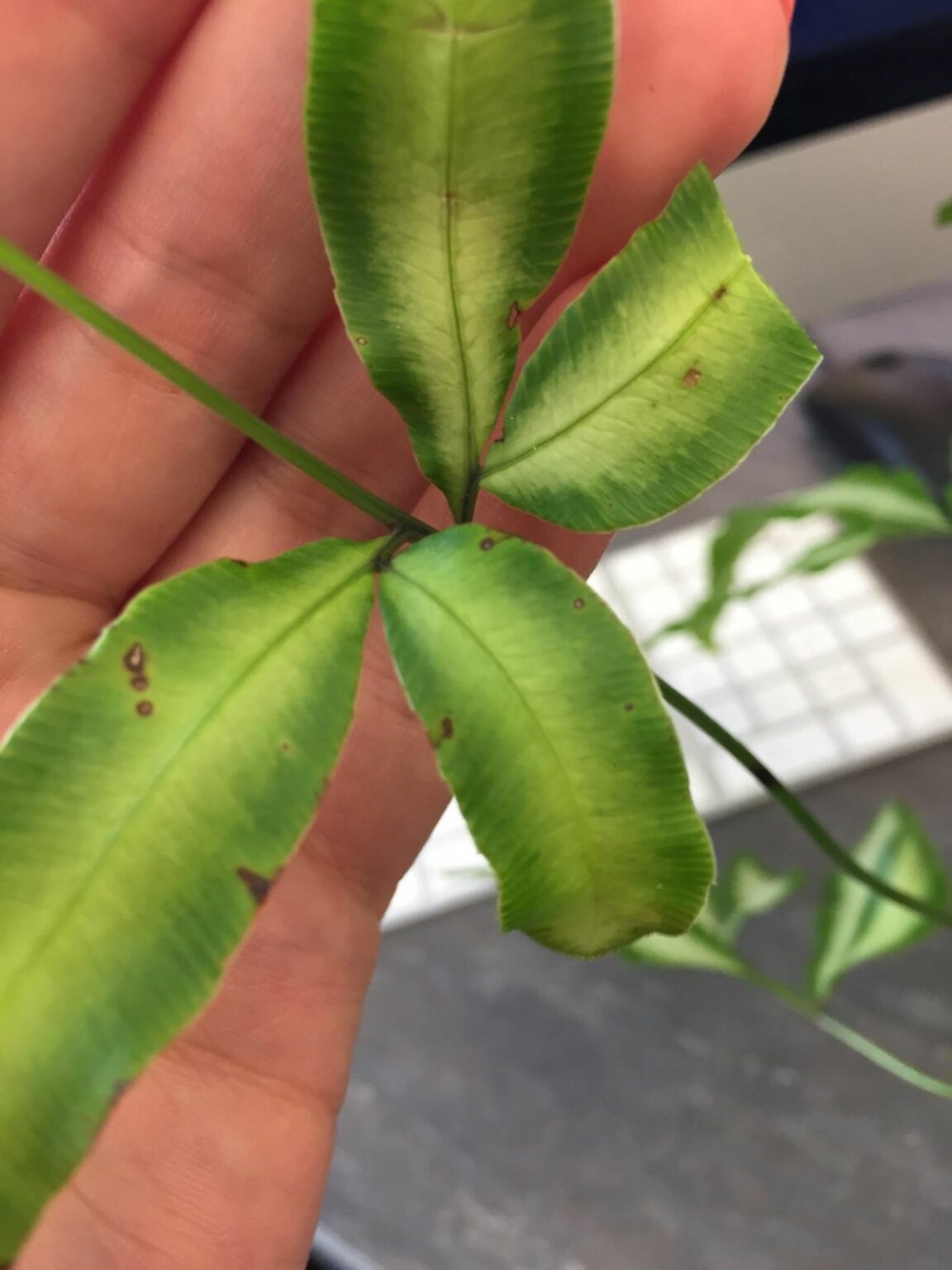 The Brake Fern: A Large and Varied Variety