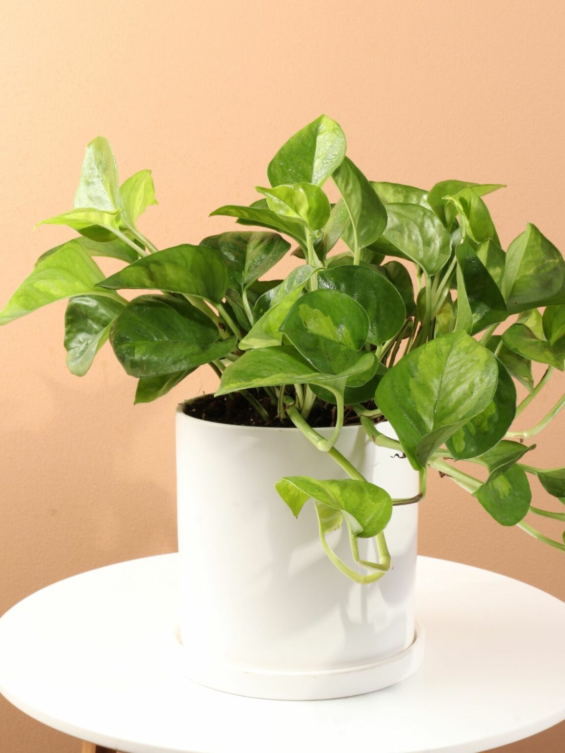 Global Green Pothos Growth And Care