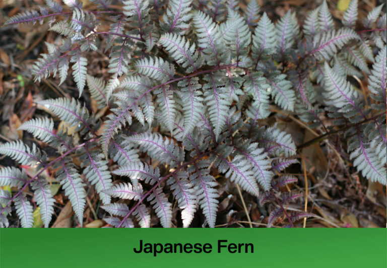 Types of Ferns To Grow Indoors