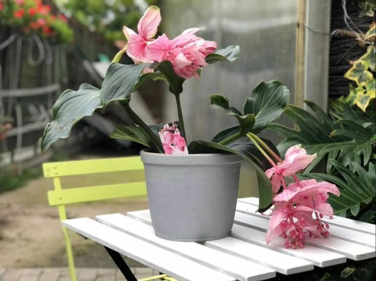 These Are Some Of The Cool Houseplants To Grow