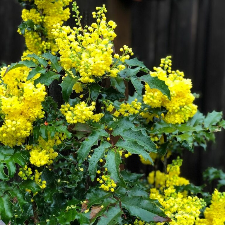 20 Flowering Bushes for a Vibrant Garden
