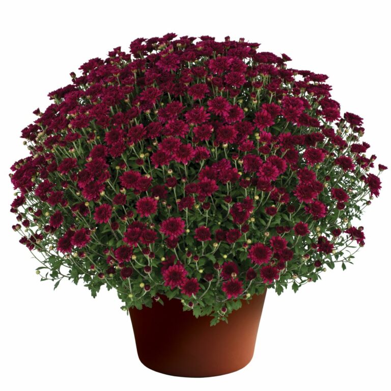 Mums Flowers Grow and Care