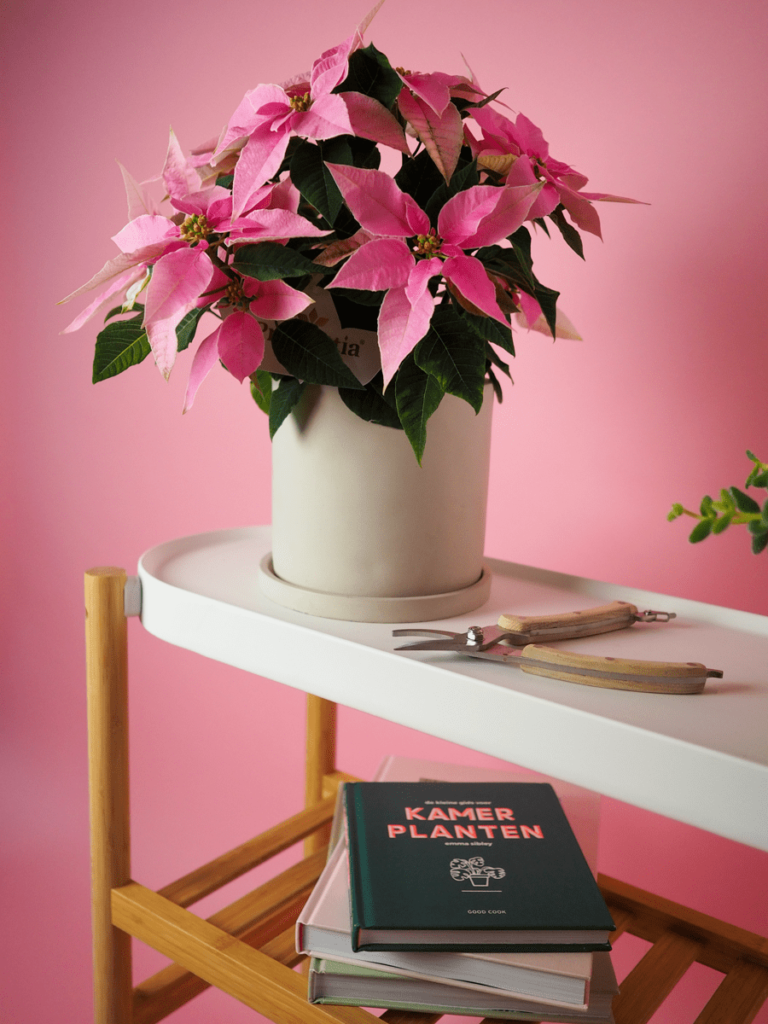 Exploring the Beautiful Varieties of Poinsettias