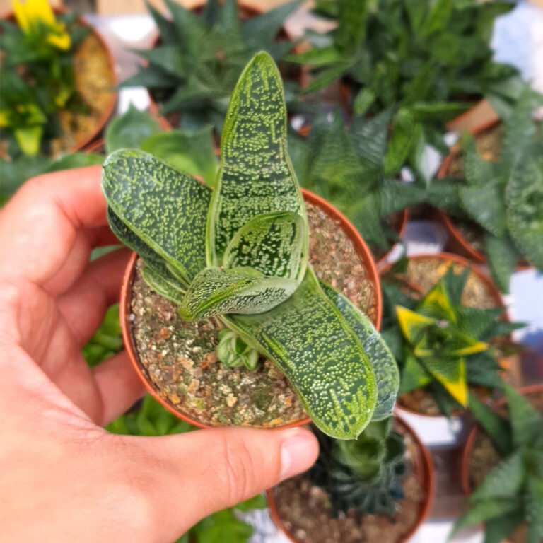 Gasteria Little Warty: Strange Name, Cute Plant