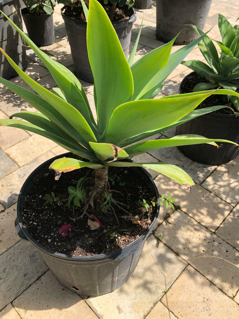 Agave Attenuata Grow and Care Guide