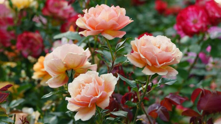 20 Flowering Bushes for a Vibrant Garden