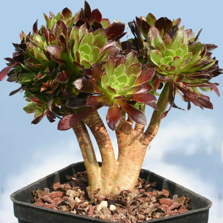 Aeonium Arboreum: The Rose of Succulents