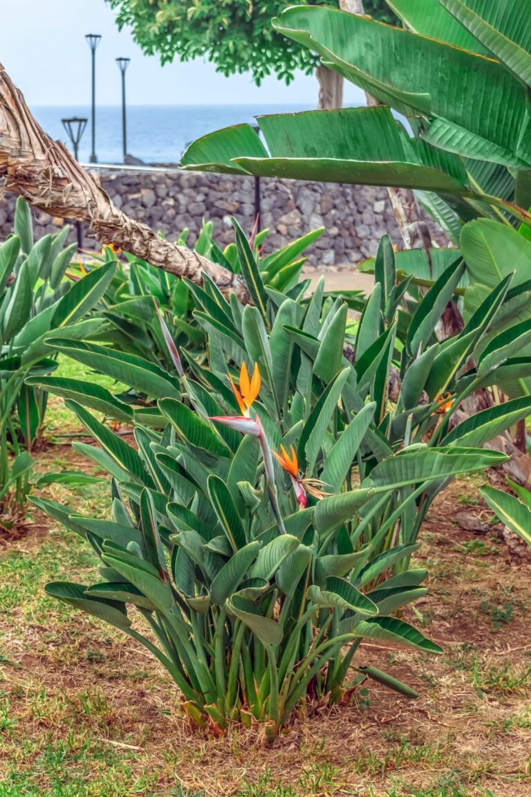 10 Tropical Indoor Plants To Grow