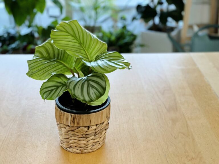 25 Common House Plants | Classics and New Favorites - Houseplant Central