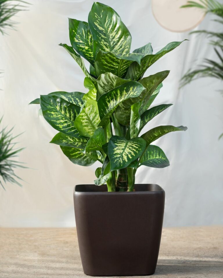 25 Common House Plants | Classics and New Favorites - Houseplant Central