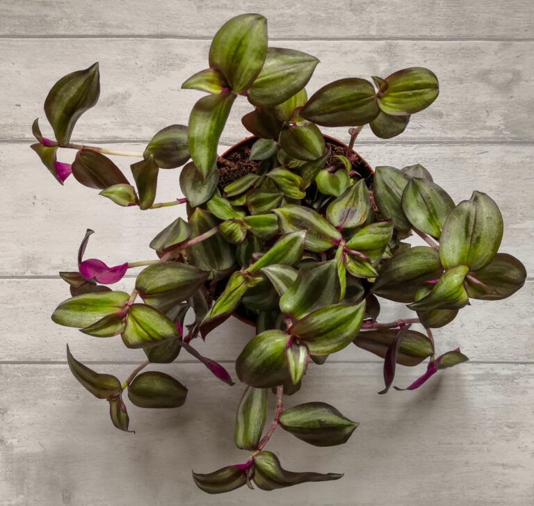 25 Common House Plants | Classics and New Favorites - Houseplant Central