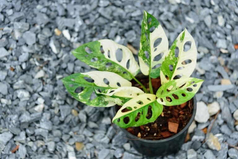 10 Rare Houseplants Every Home Should Have