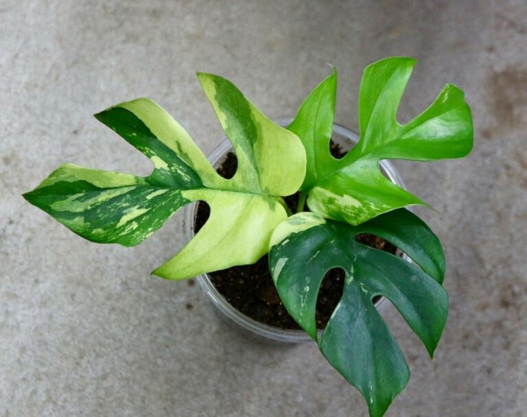 10 Rare Houseplants Every Home Should Have