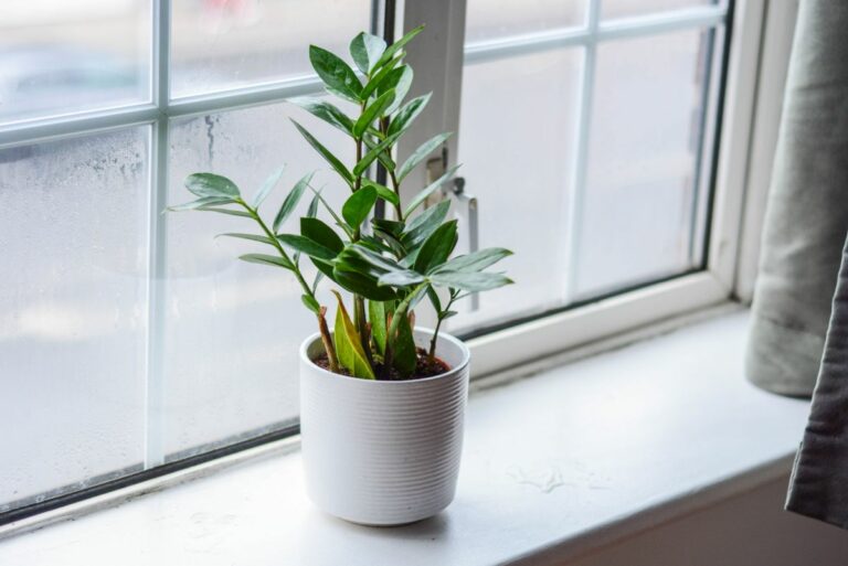 25 Common House Plants | Classics and New Favorites - Houseplant Central