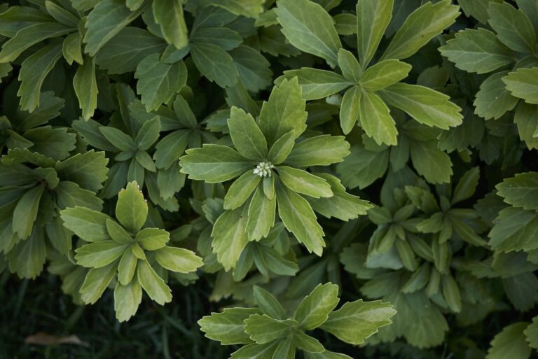 10 Acid Loving Plants That You Can Grow With Ease