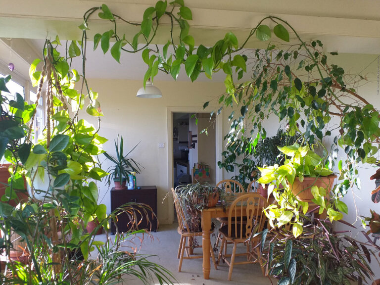 National Houseplant Appreciation Day - 10th of January