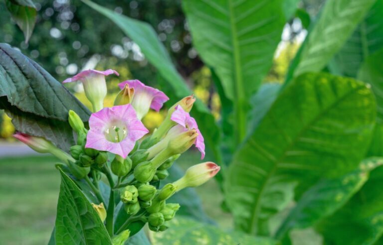 10 Flowers That Bloom At Night