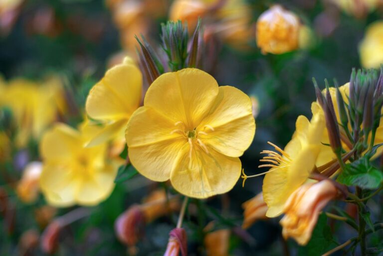 The Evening Primrose - Growth And Care Guide