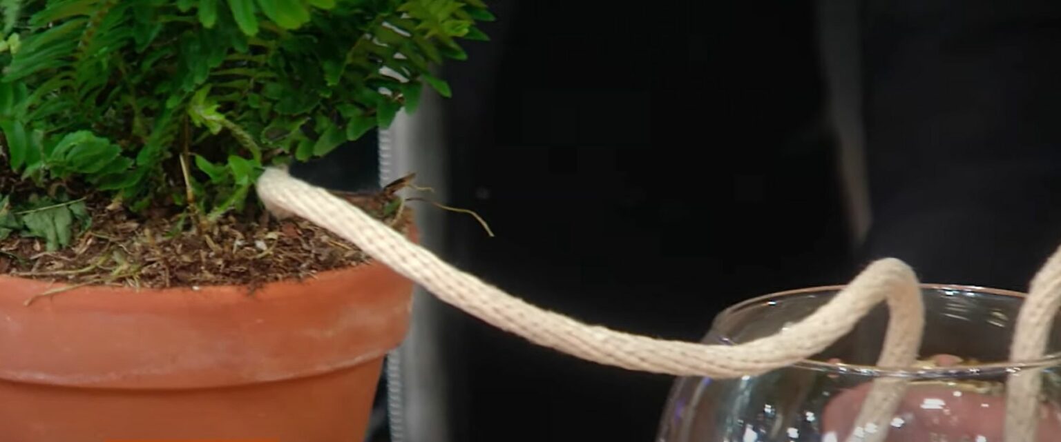 How To Water Plants While On Vacation