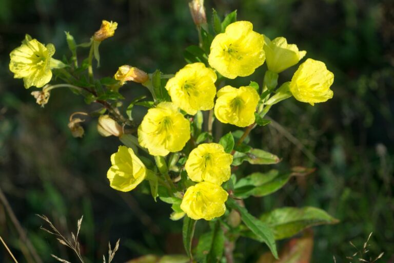 The Evening Primrose - Growth And Care Guide