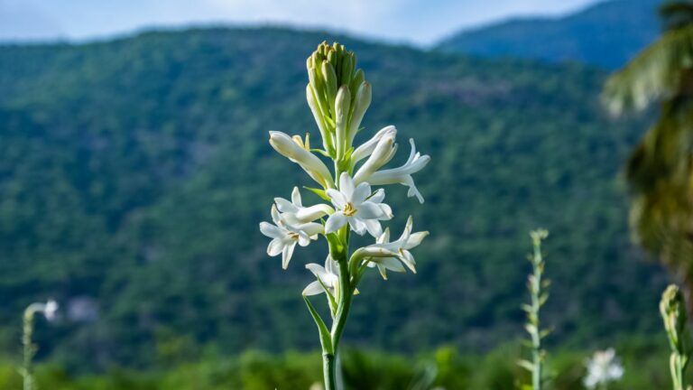 The Fragrant Beauty of Growing Tuberose