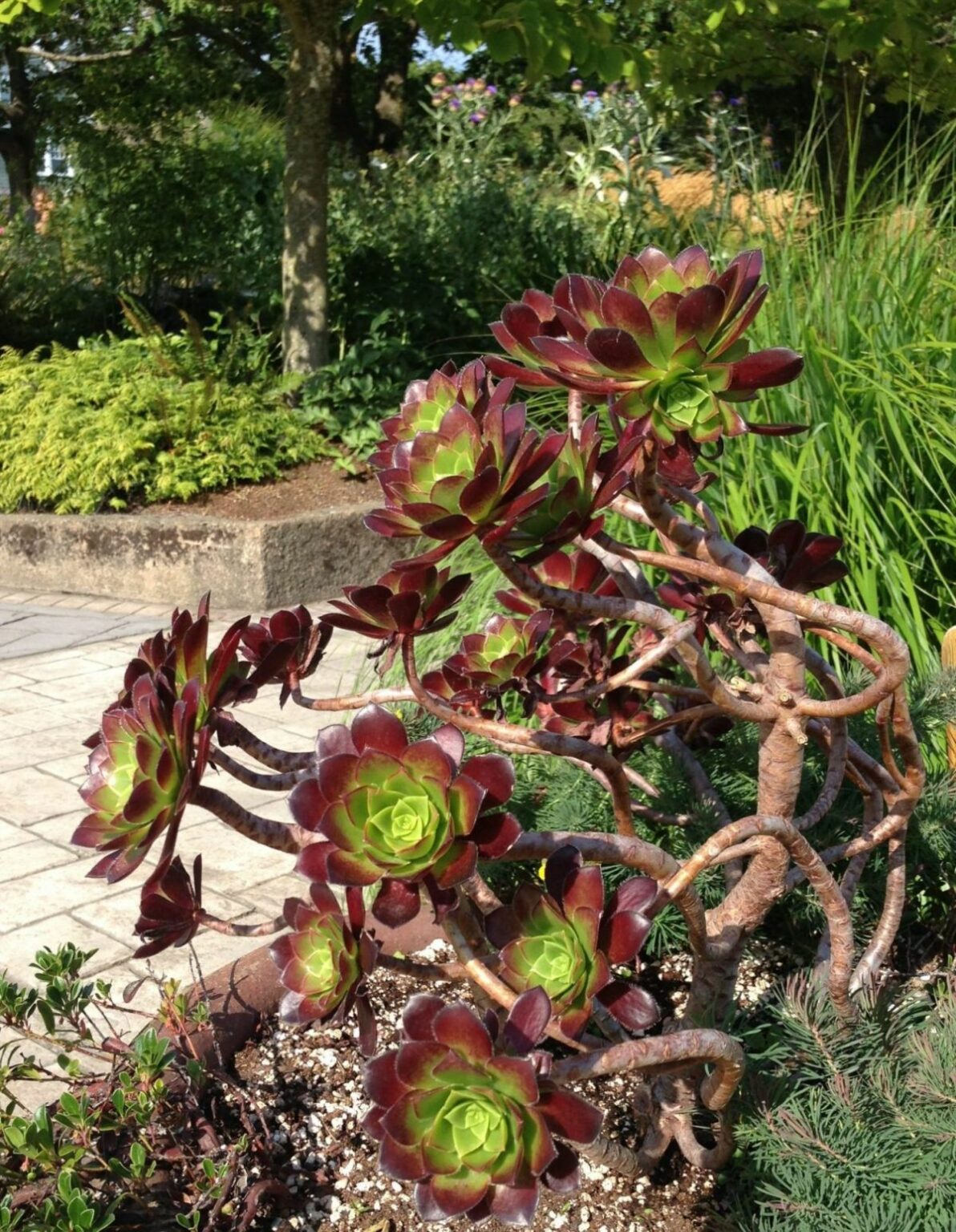 Purple Succulents are Easily Grown Stunning Beauties