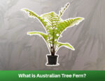 Grow and Care for Australian Tree Fern