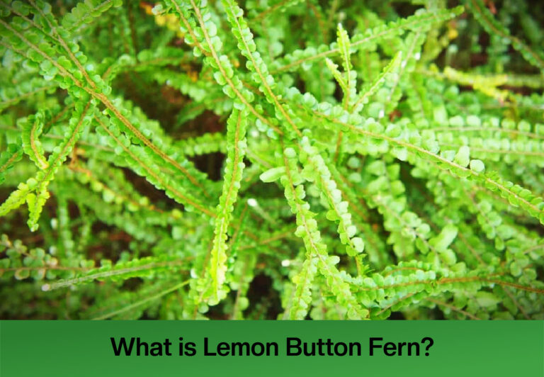 Lemon Button Fern: How to Grow and Care