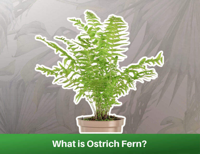 Grow and Care for Ostrich Ferns