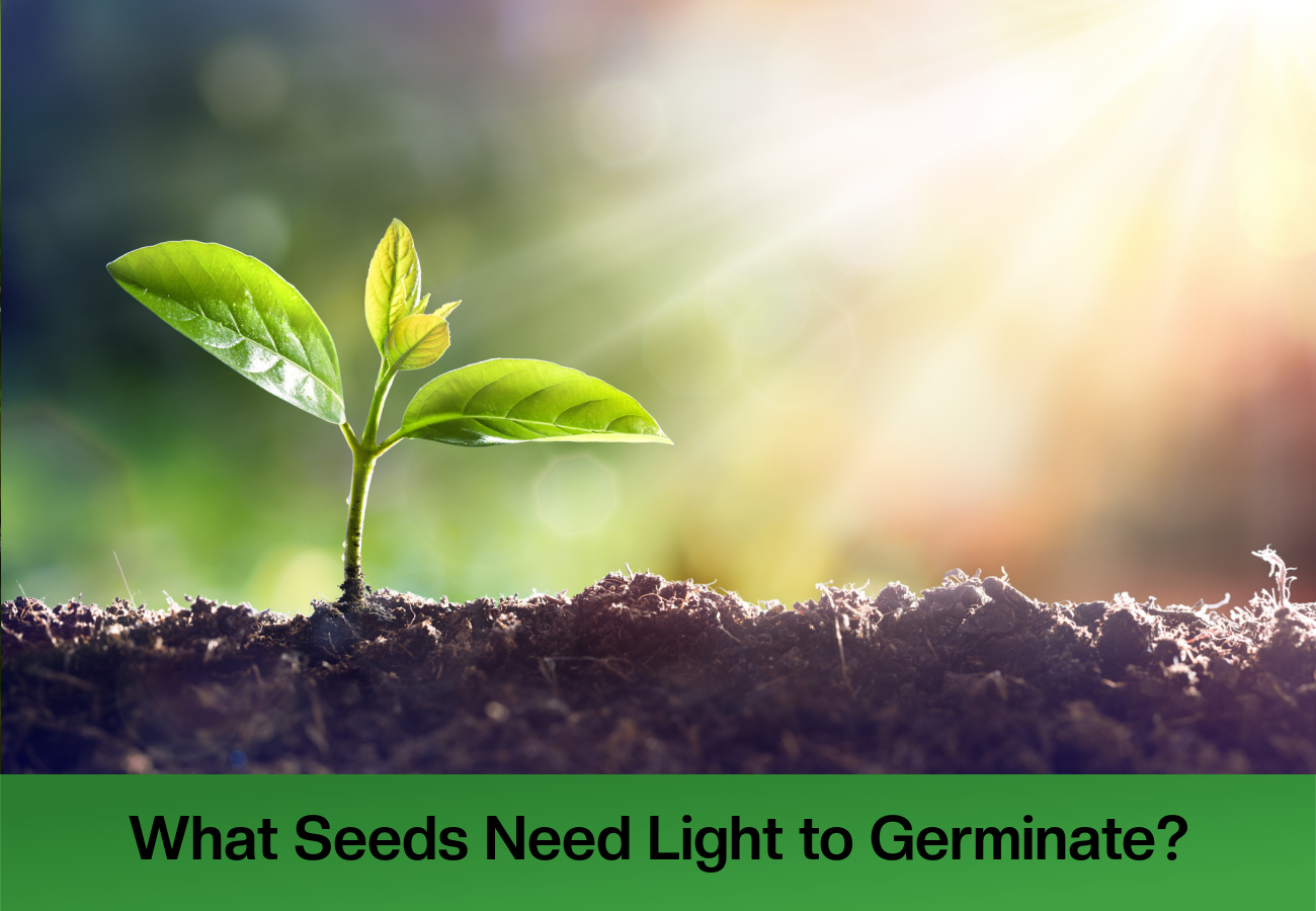 What Seeds Need Light to Germinate? What Seeds Need Light to Germinate?
