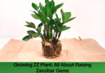 Growing ZZ Plant: All About Raising Zanzibar Gems