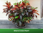 How To Grow and Care For Croton Plant